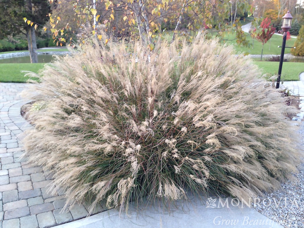 Japanese Silver Grass, Little Kitten (Maiden Grass-Miscanthus ...