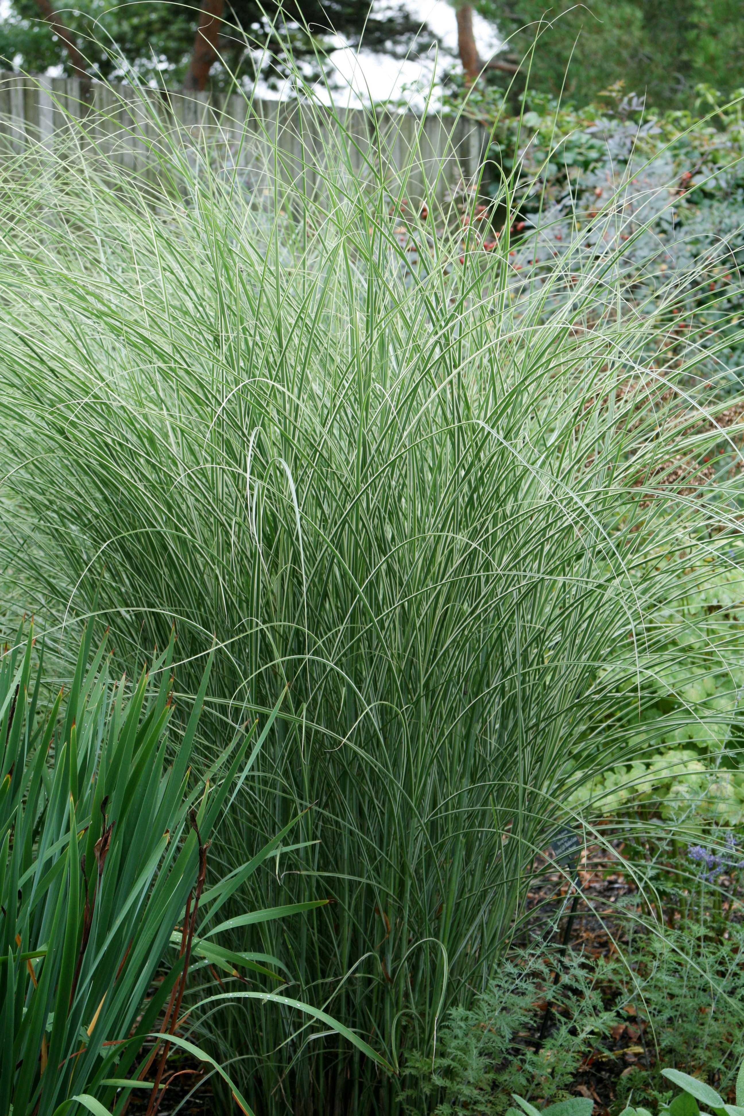 Variegated Maiden Grass Morning Light