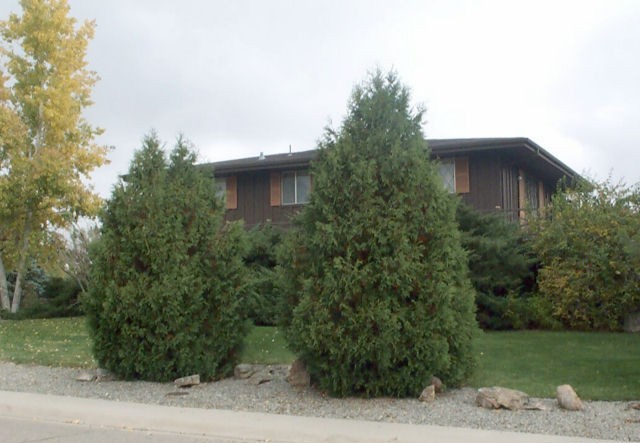 Arborvitae, Mission (Techny) - TheTreeFarm.com