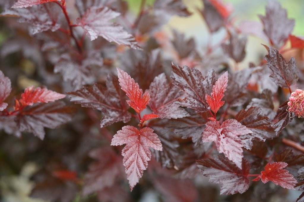 Ninebark, Ginger Wine™ - TheTreeFarm.com