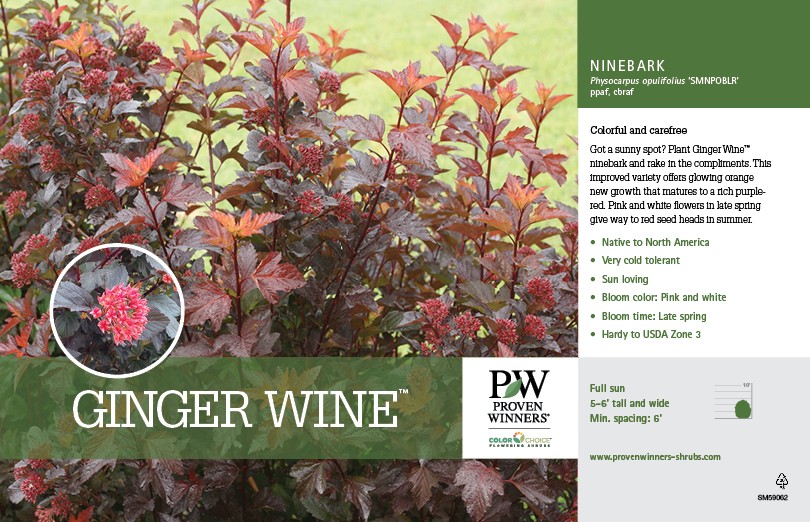 Ninebark, Ginger Wine™ - TheTreeFarm.com