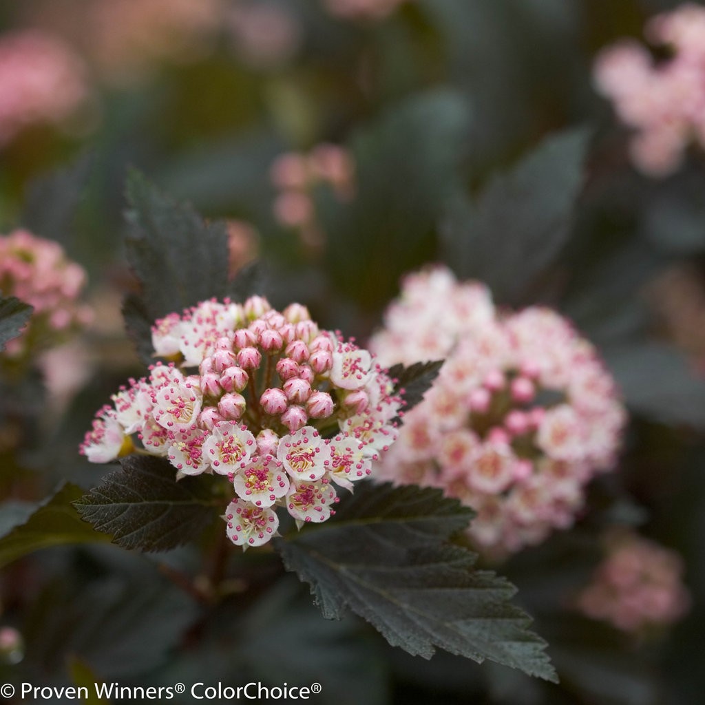 Ninebark, Summer Wine® - TheTreeFarm.com