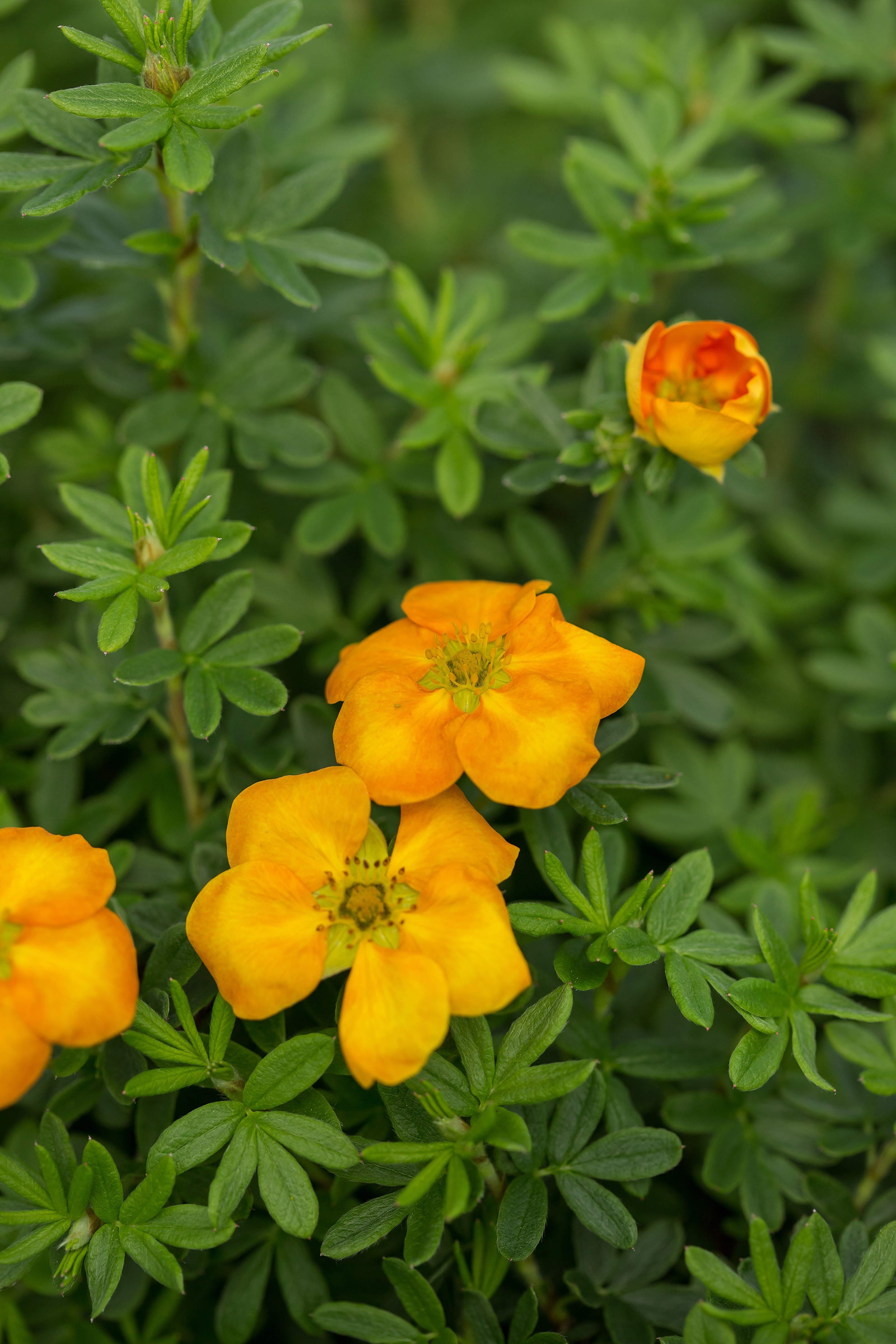 Potentilla, Mandarin Tango® - TheTreeFarm.com
