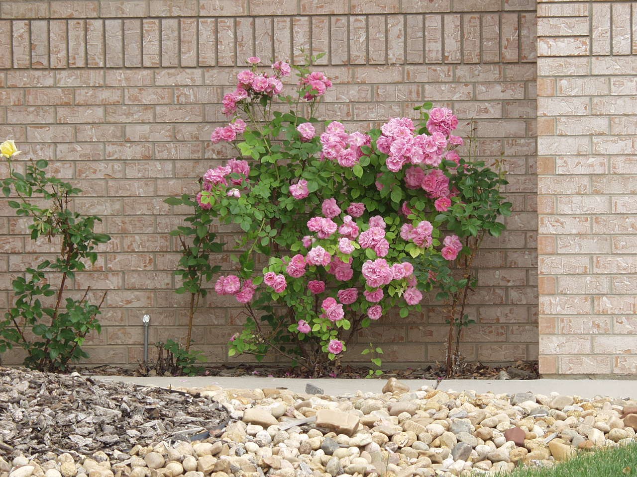 Rose, Morden Centennial - TheTreeFarm.com