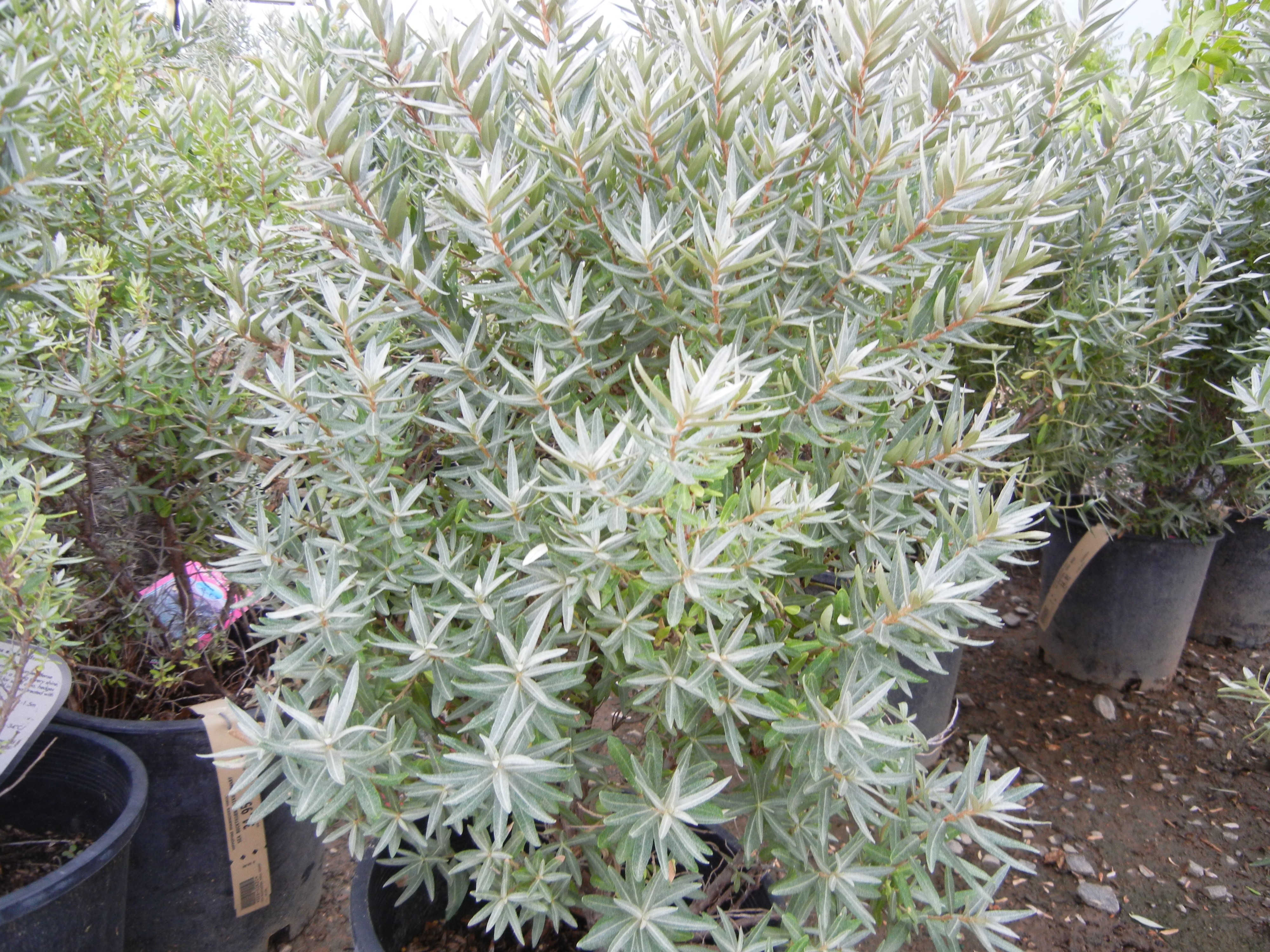 Sea Buckthorn, Hikul Dwarf - TheTreeFarm.com