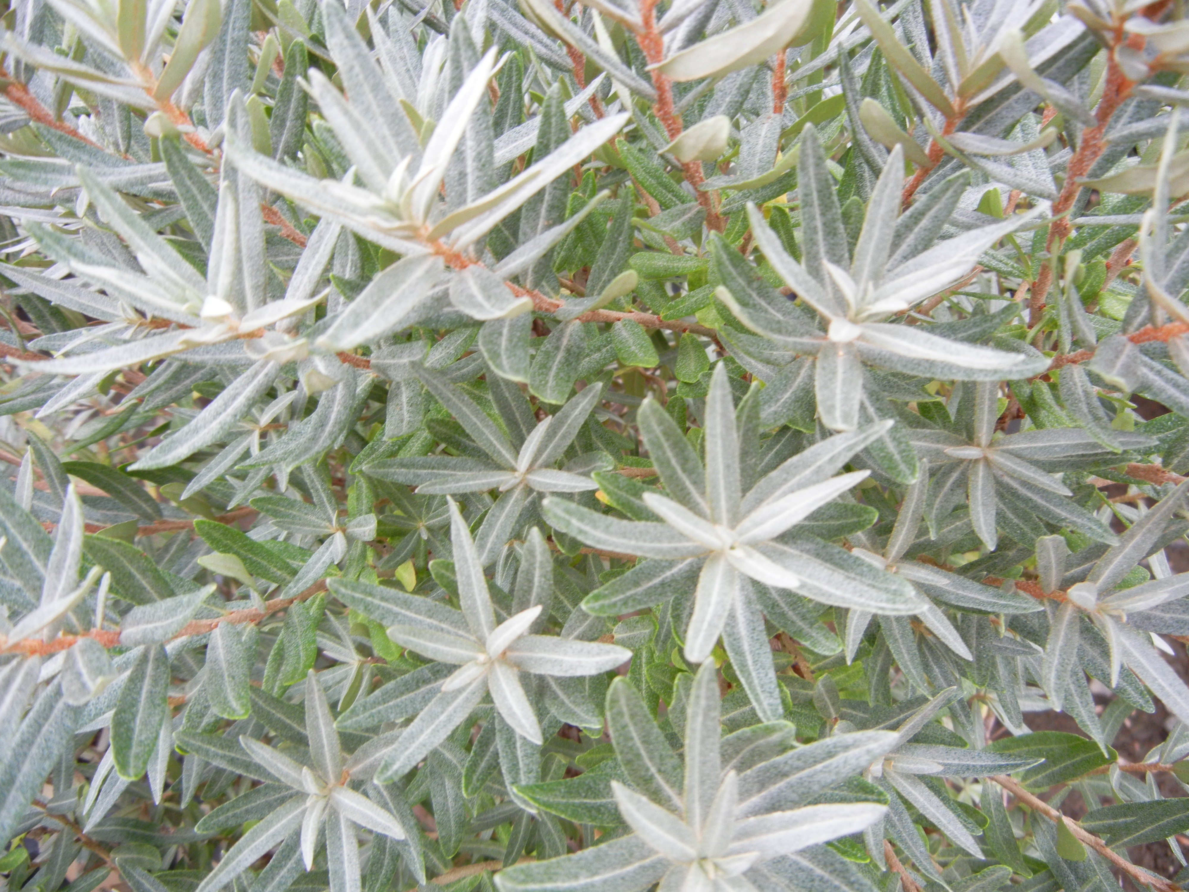 Sea Buckthorn, Hikul Dwarf - TheTreeFarm.com