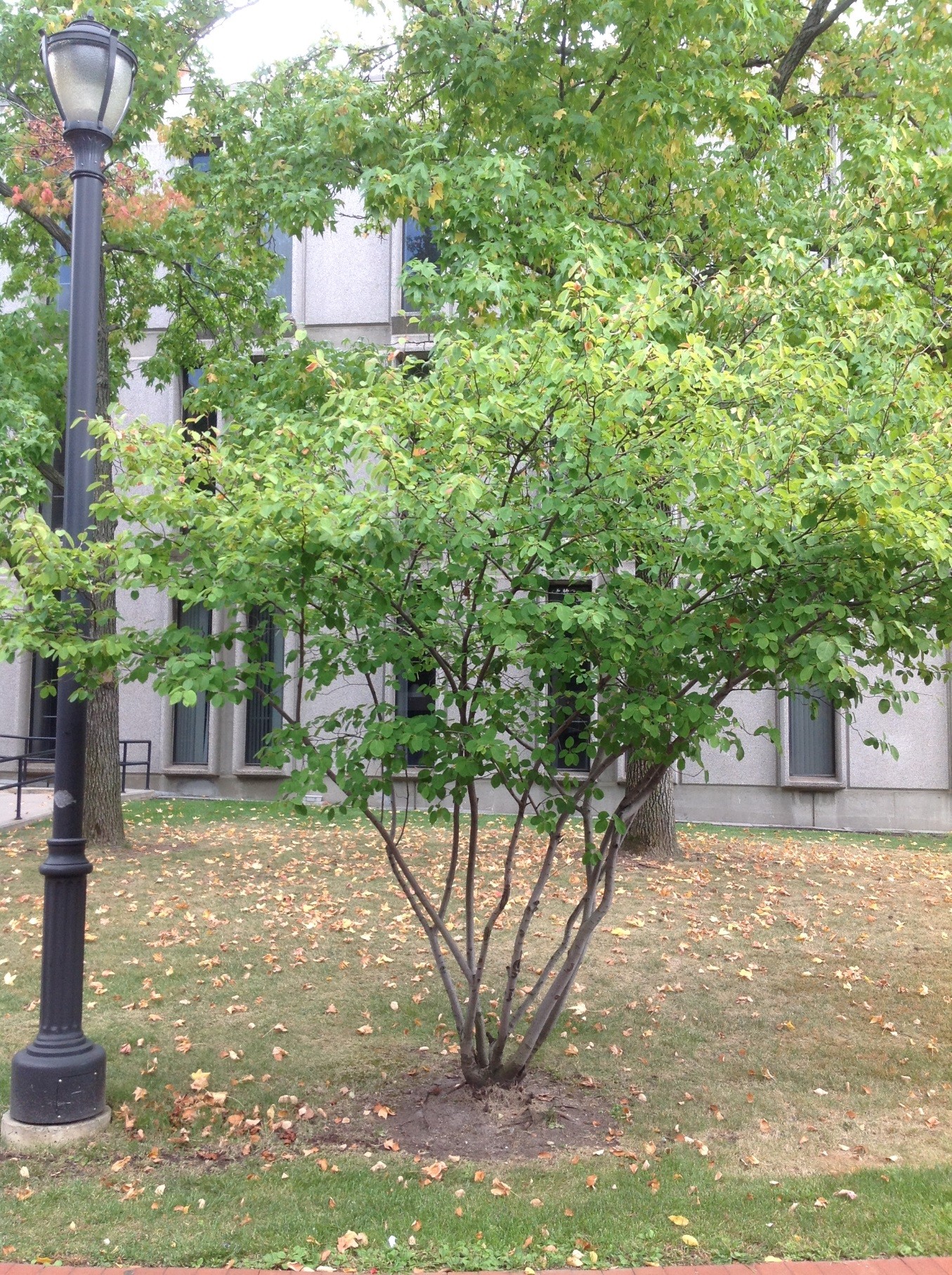 Serviceberry, Allegheny - TheTreeFarm.com