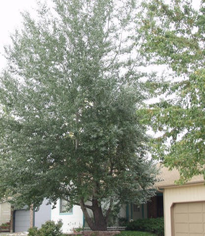 Silver Cottonwood - TheTreeFarm.com