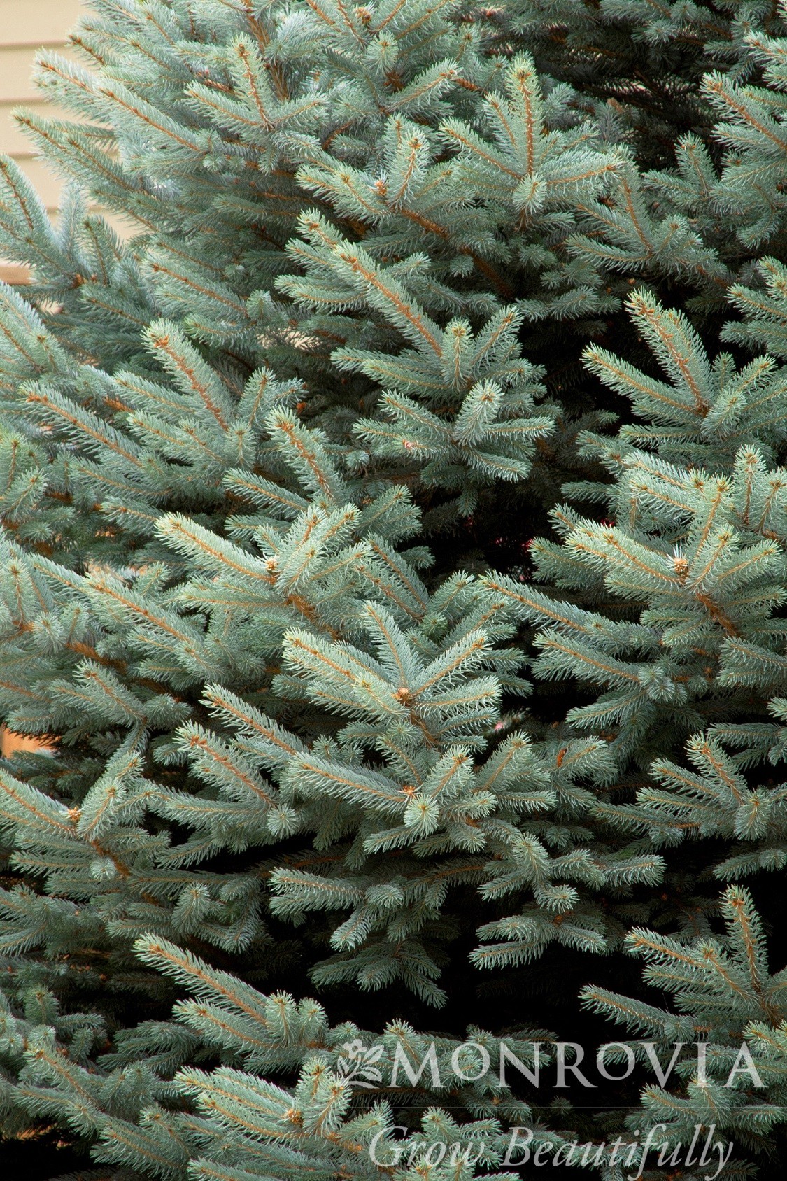 Spruce, Colorado 'Fat Albert' - TheTreeFarm.com