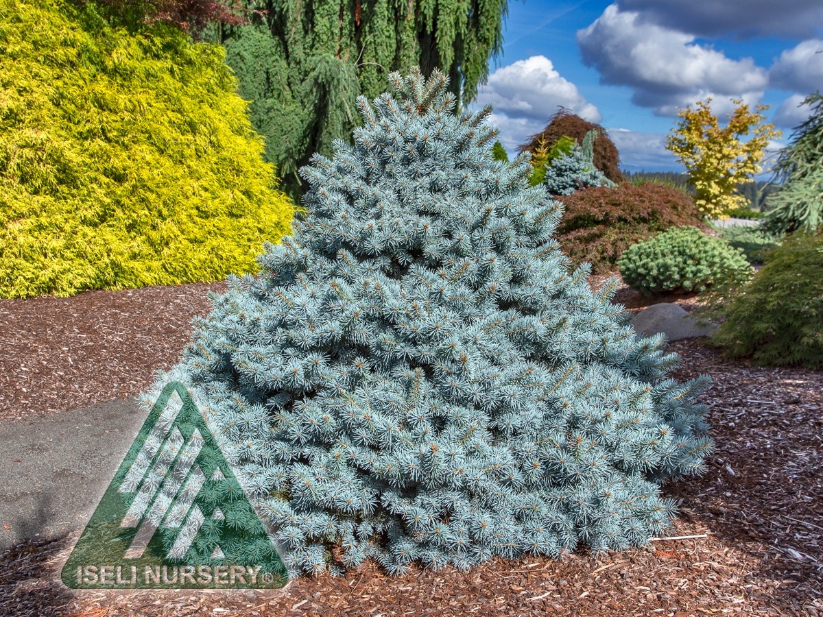 Spruce, Colorado 'Zafiro' (Dwarf) - TheTreeFarm.com