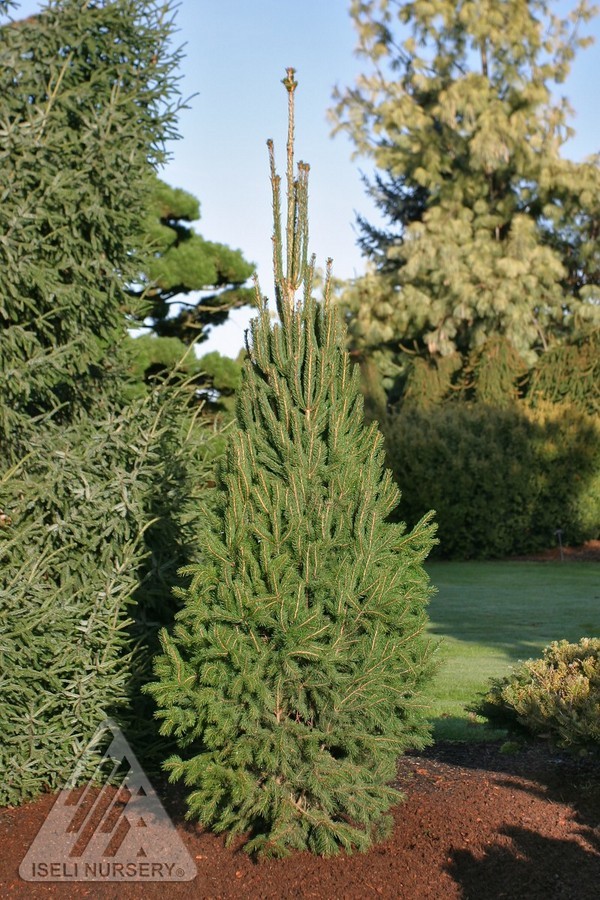 Spruce, Norway 'Cupressina' (Columnar Norway Spruce) - TheTreeFarm.com