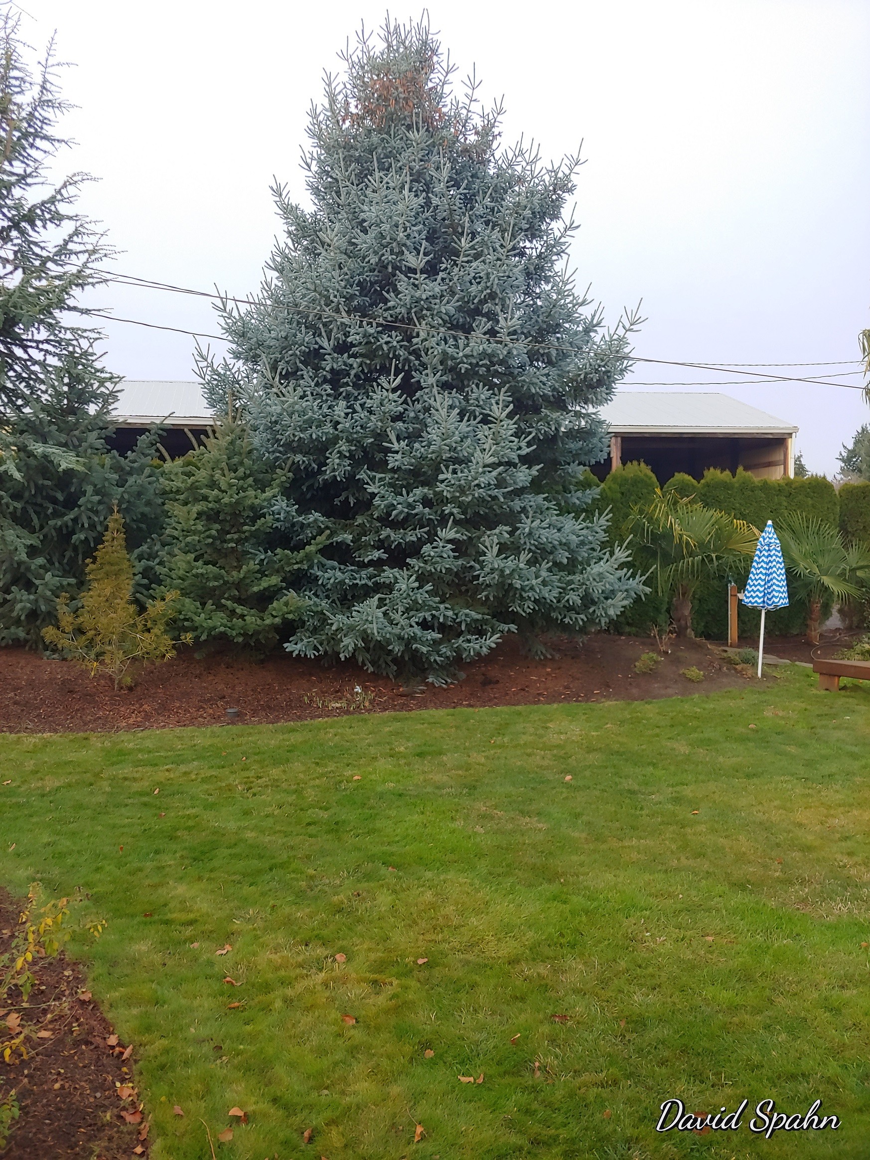 Spruce, Whiskey Hill Blue - TheTreeFarm.com