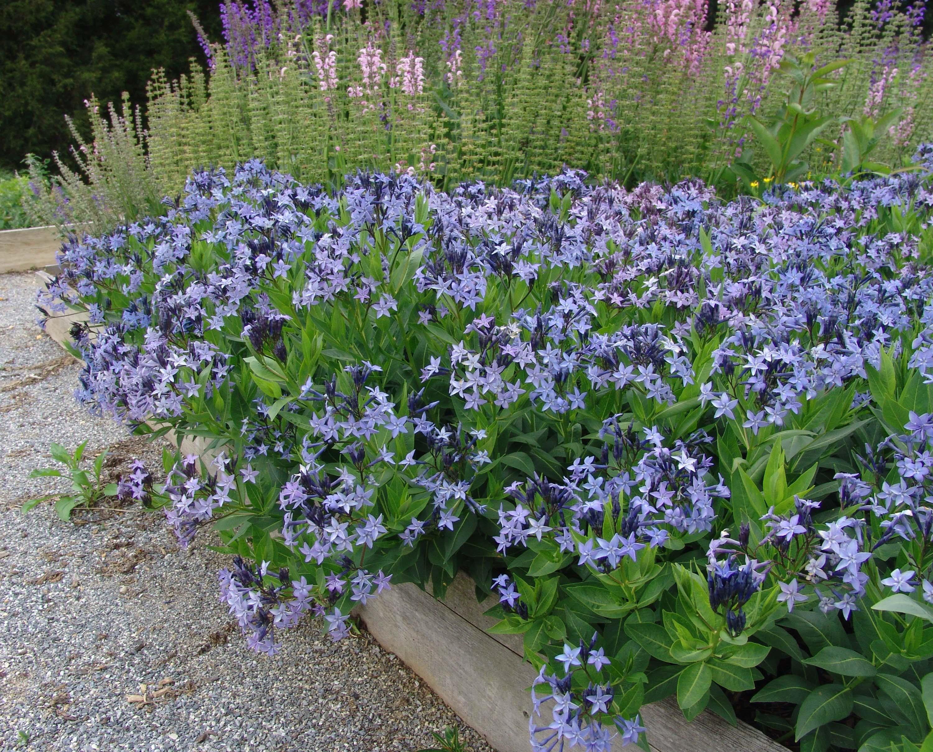 Star Flower, Blue Ice (Bluestar) - TheTreeFarm.com