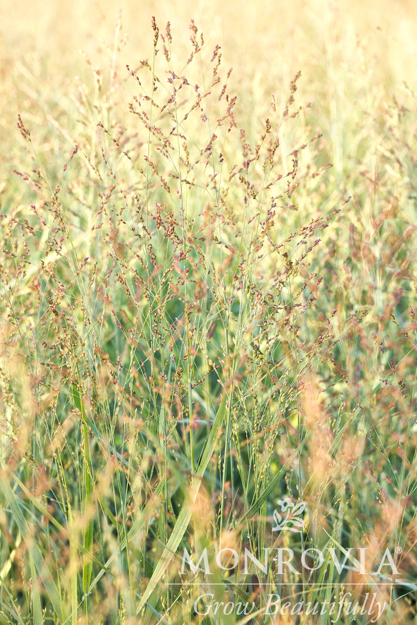 Switch Grass, Prairie Dog - TheTreeFarm.com