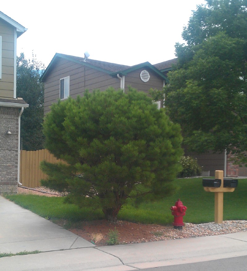 Pine, Tanyosho - TheTreeFarm.com