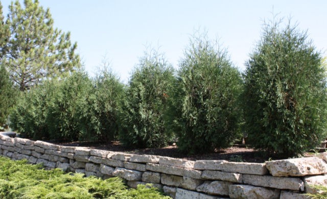 Arborvitae, Mission (Techny) - TheTreeFarm.com