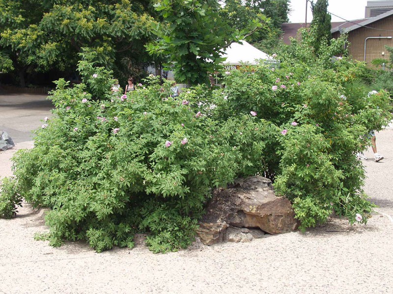 Rose, Rugosa - Thérèse Bugnet - TheTreeFarm.com