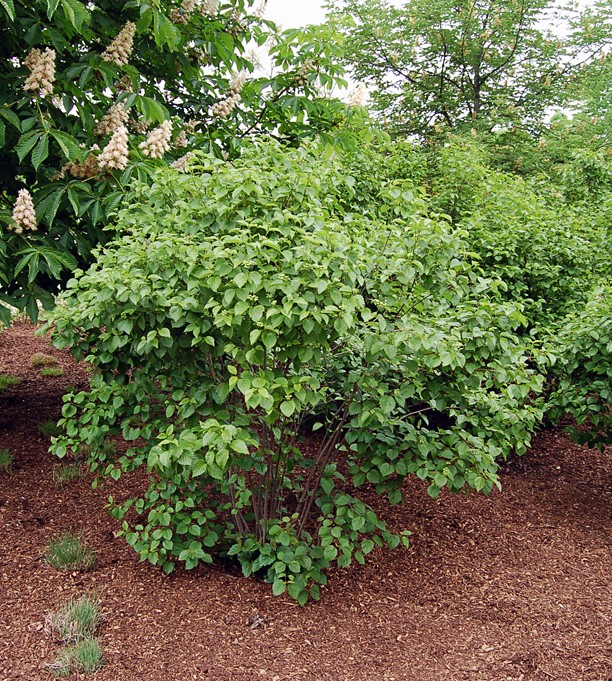 Viburnum, Arrowwood Autumn Jazz® - TheTreeFarm.com