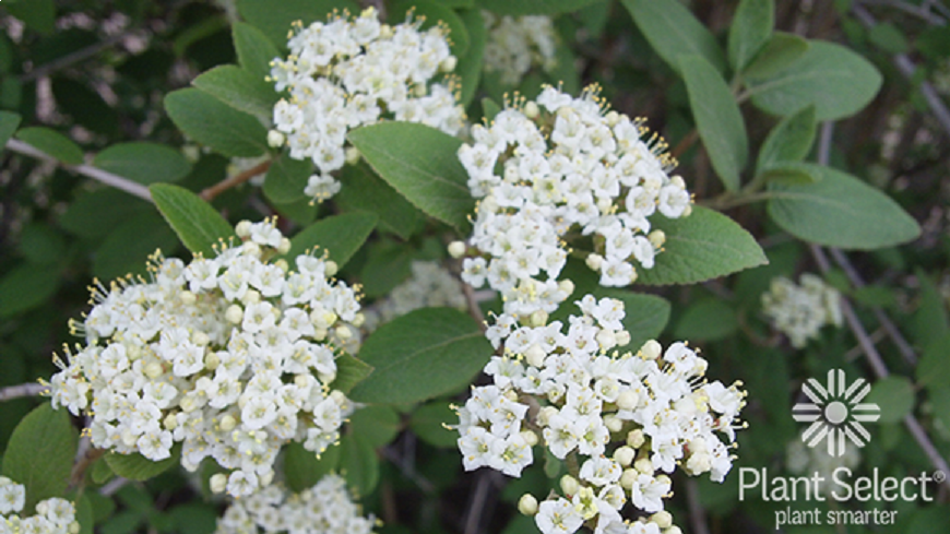 Viburnum, Mini Man™ Dwarf - TheTreeFarm.com