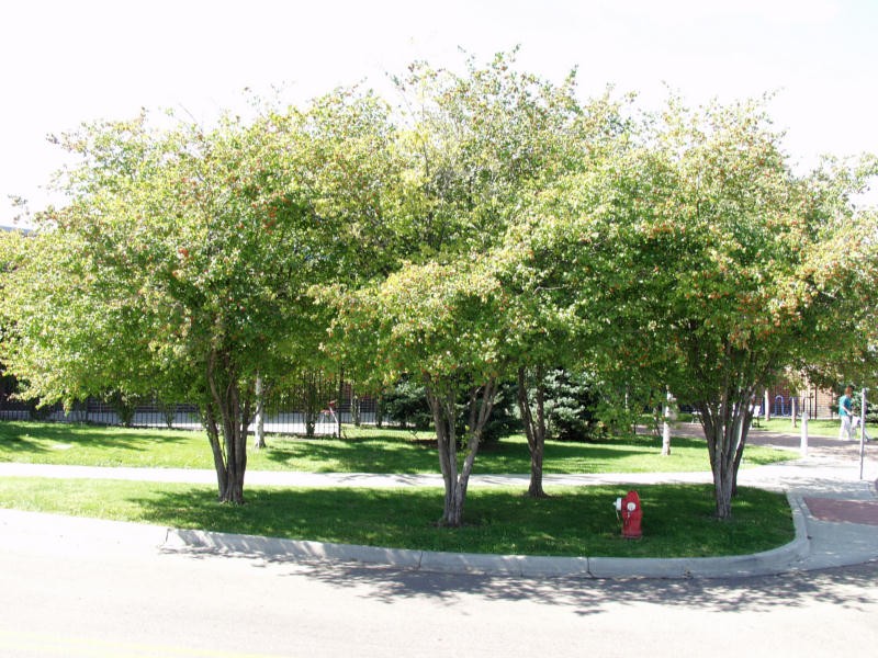 Hawthorne, Washington - TheTreeFarm.com