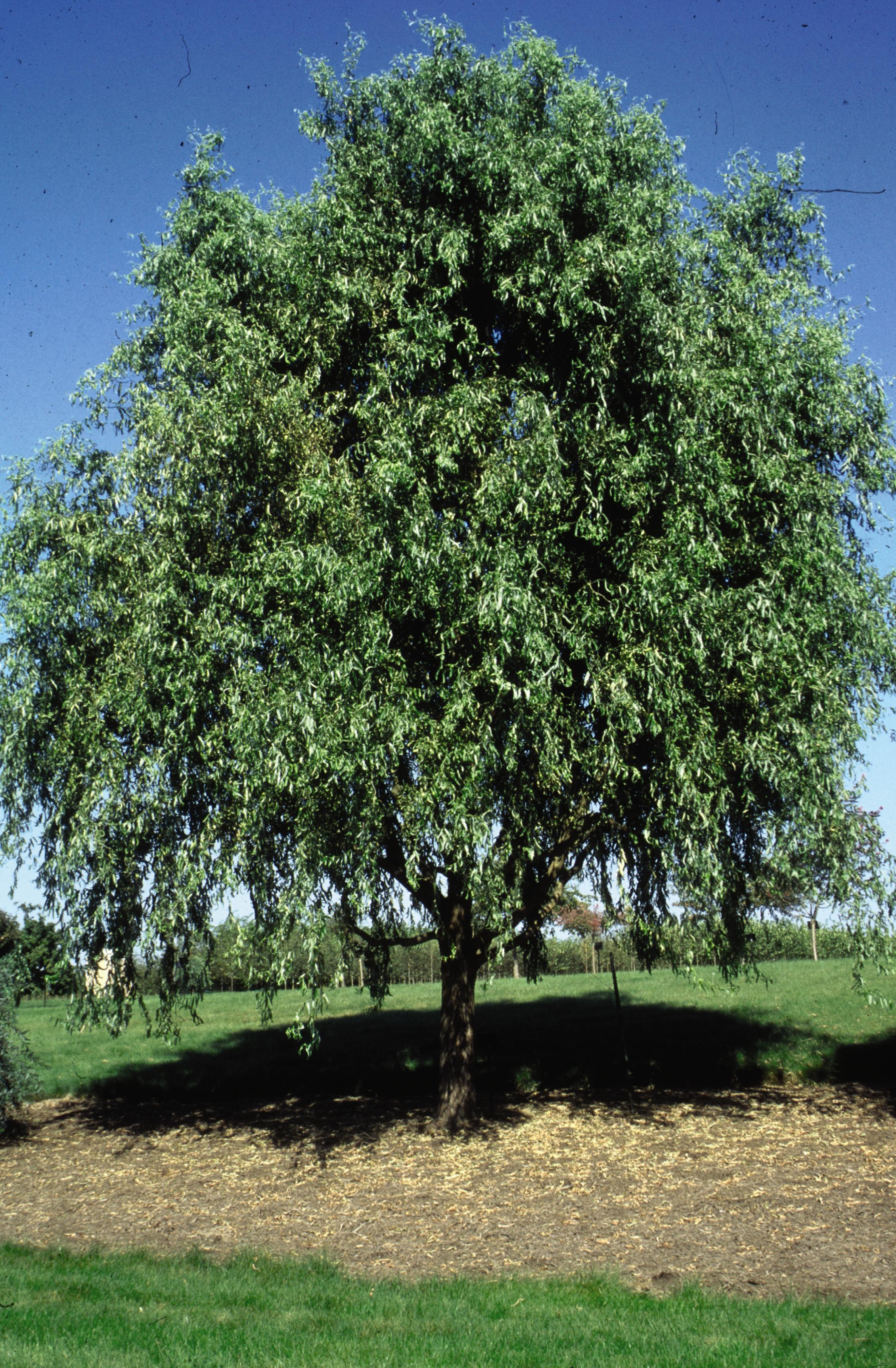 Willow, Corkscrew - TheTreeFarm.com