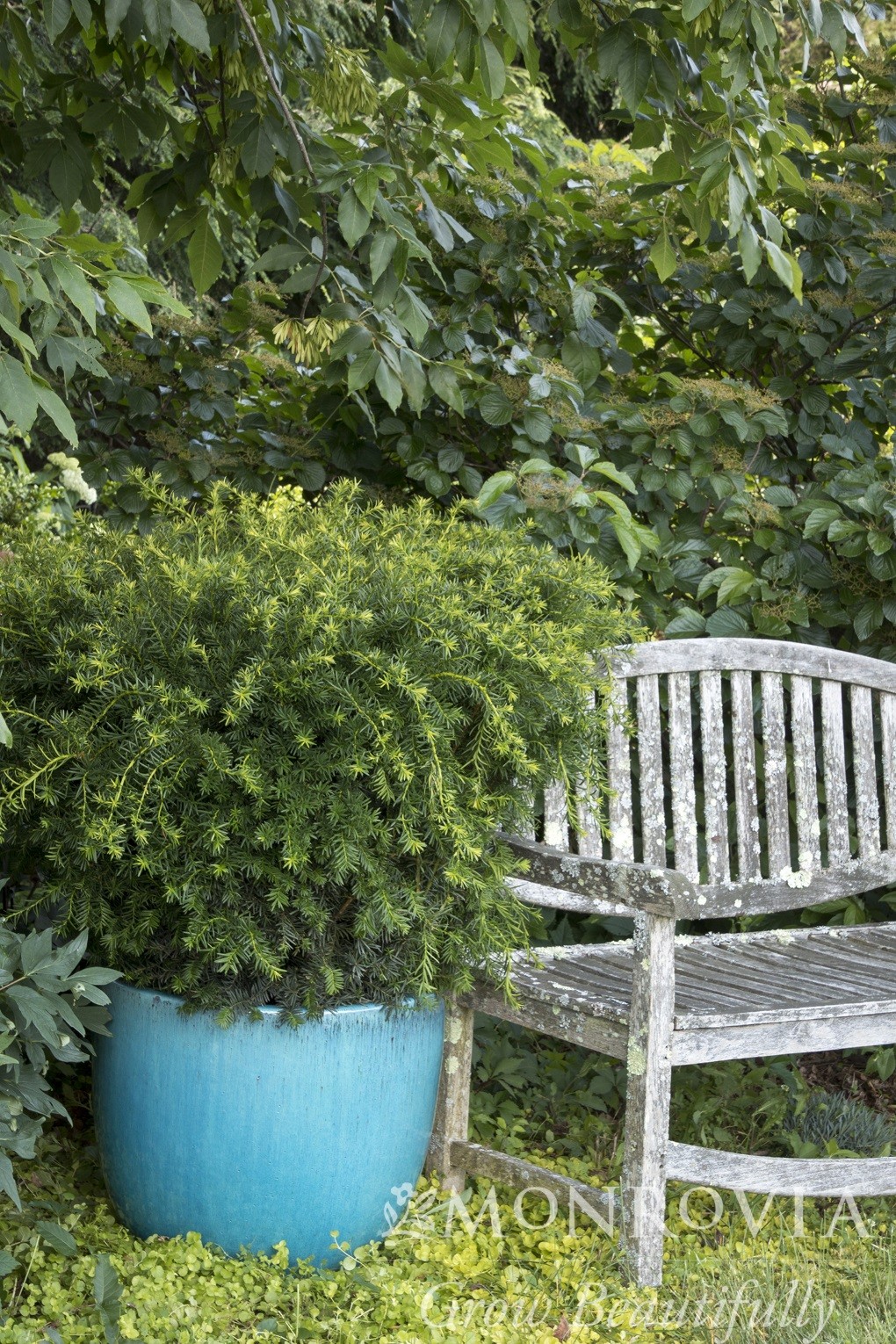 Yew, Densiform - TheTreeFarm.com